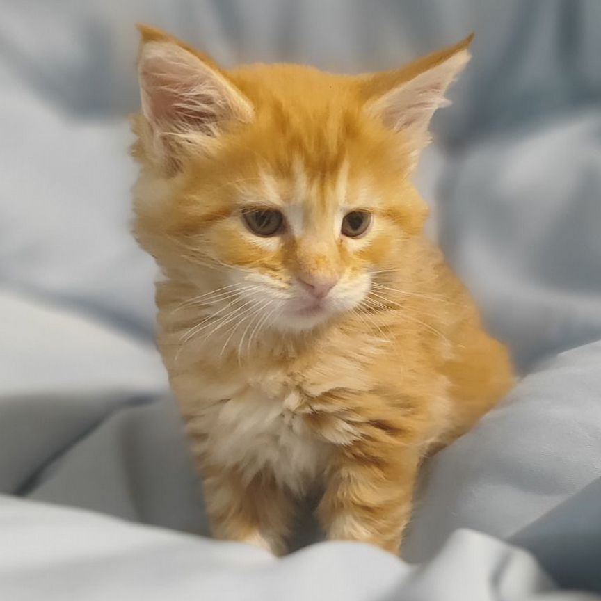 Котята мейн-кун