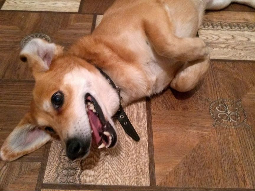 Веселый пес Бароша