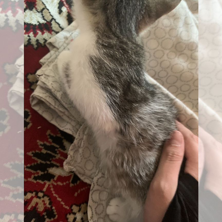 Домашние животные кошки