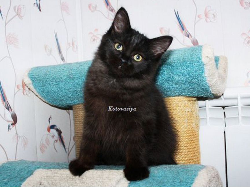 Сибирский котик Чародей