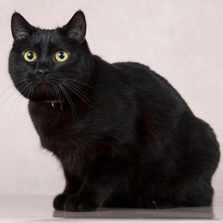 Чёрная кошка Луна кошка в дар