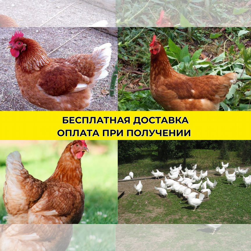 Куры несушки яйца каждый день