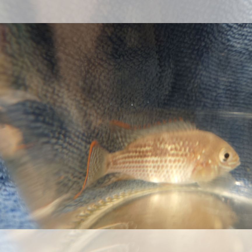 Акара бирюзовая