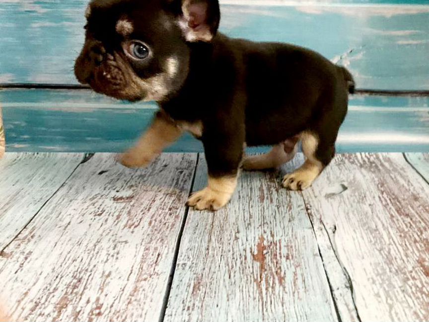 Французик мини размера мальчик какао