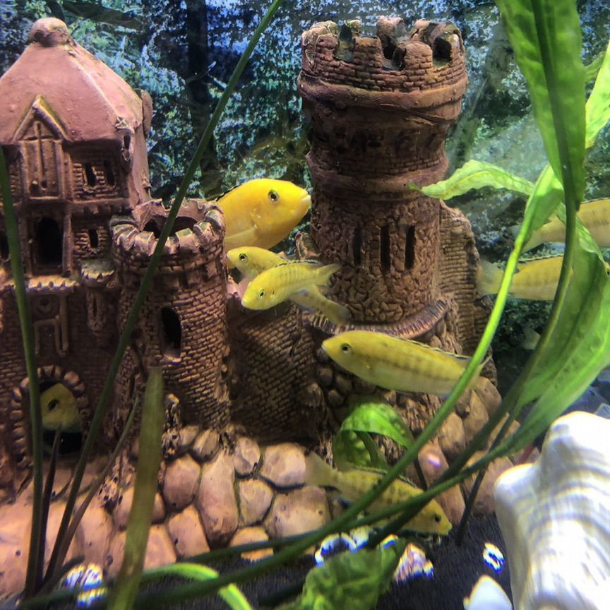 Аквариумные рыбки