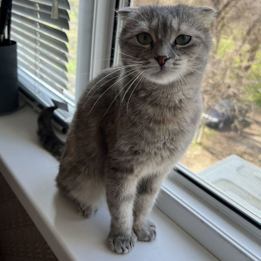 Кошки
