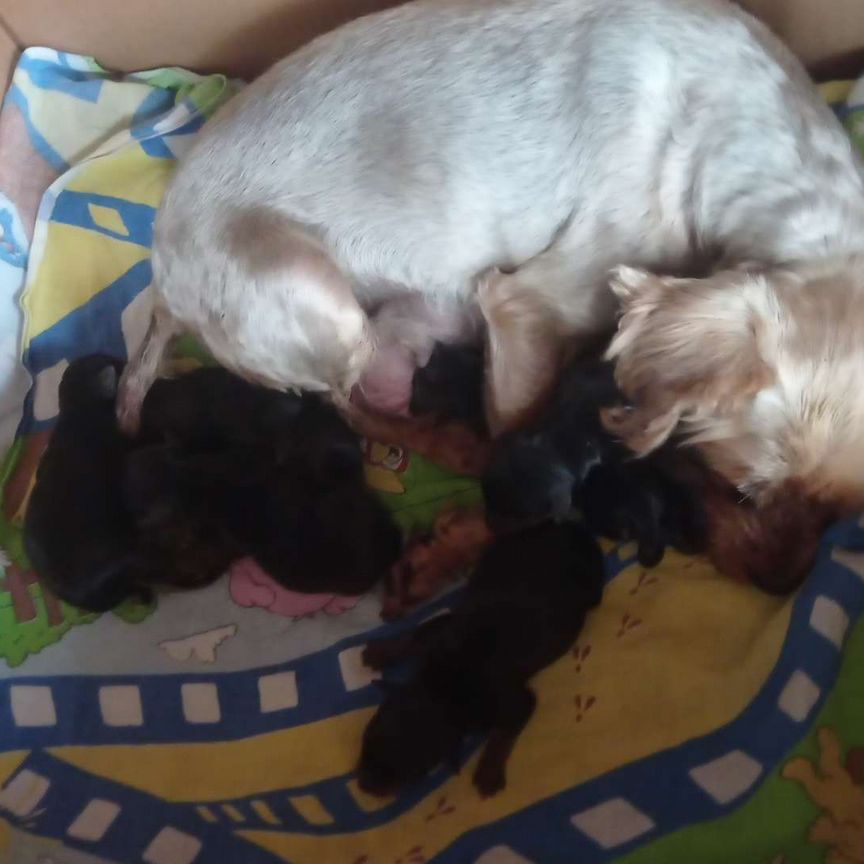 Йоркширский терьер щенки