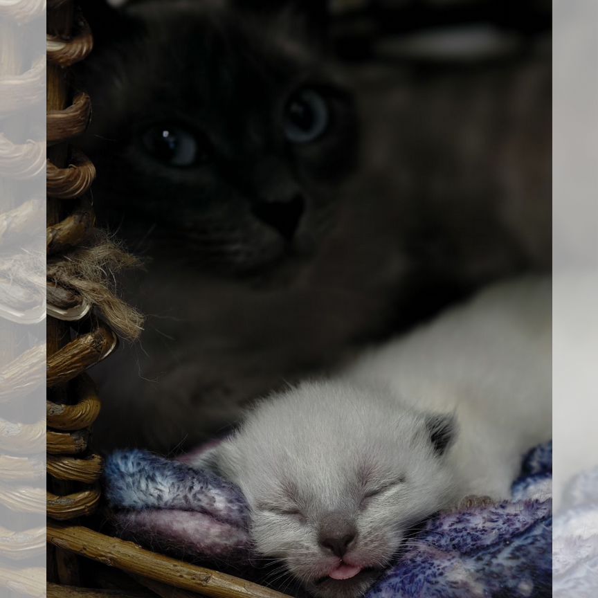 Тайский котёнок