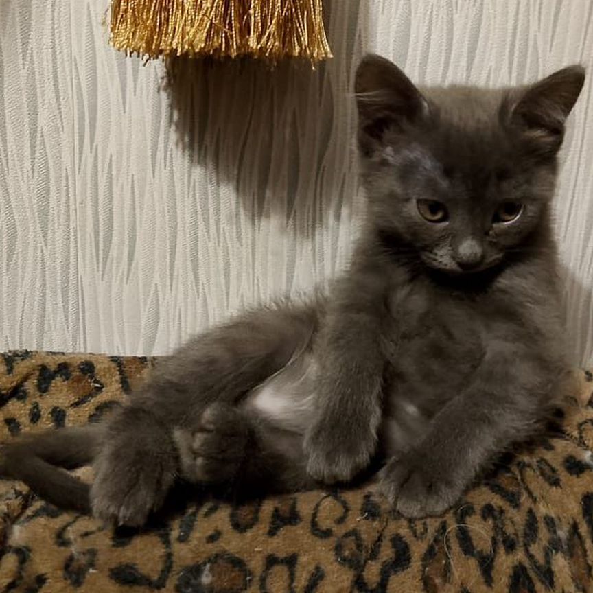 Отдам бесплатно кошек