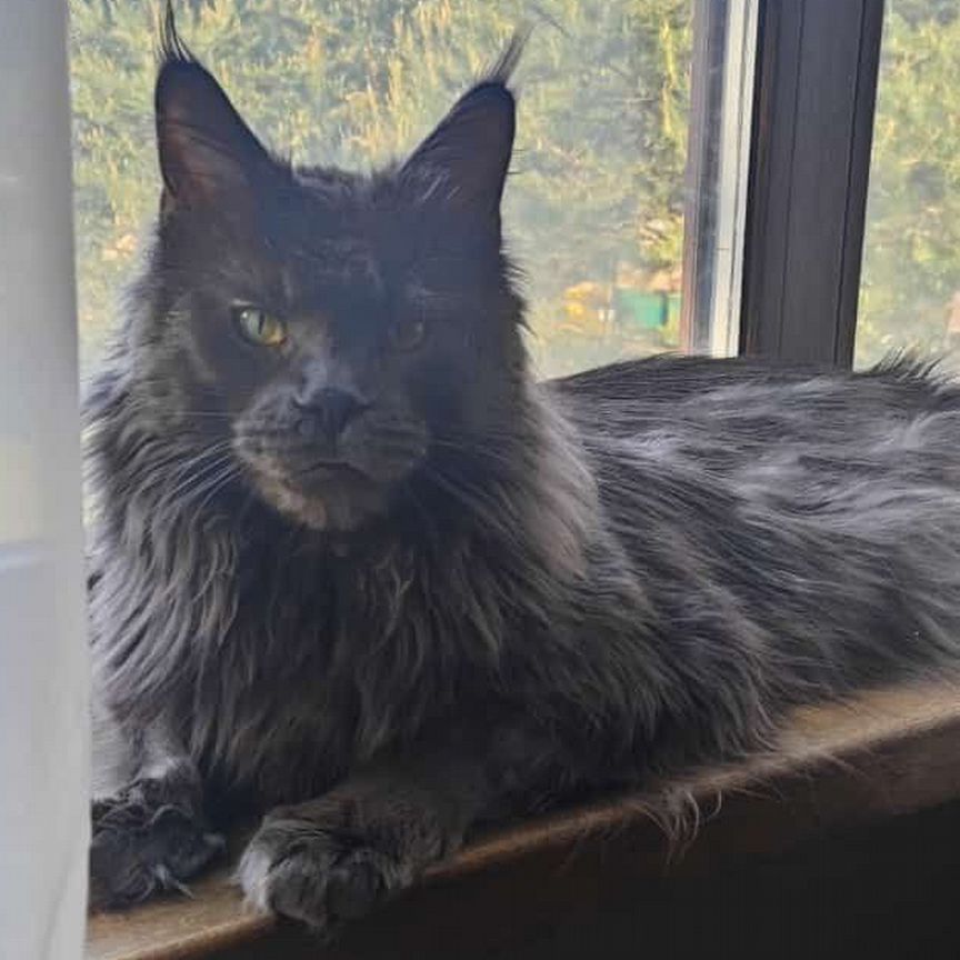 Мейн-кун, взрослый кот