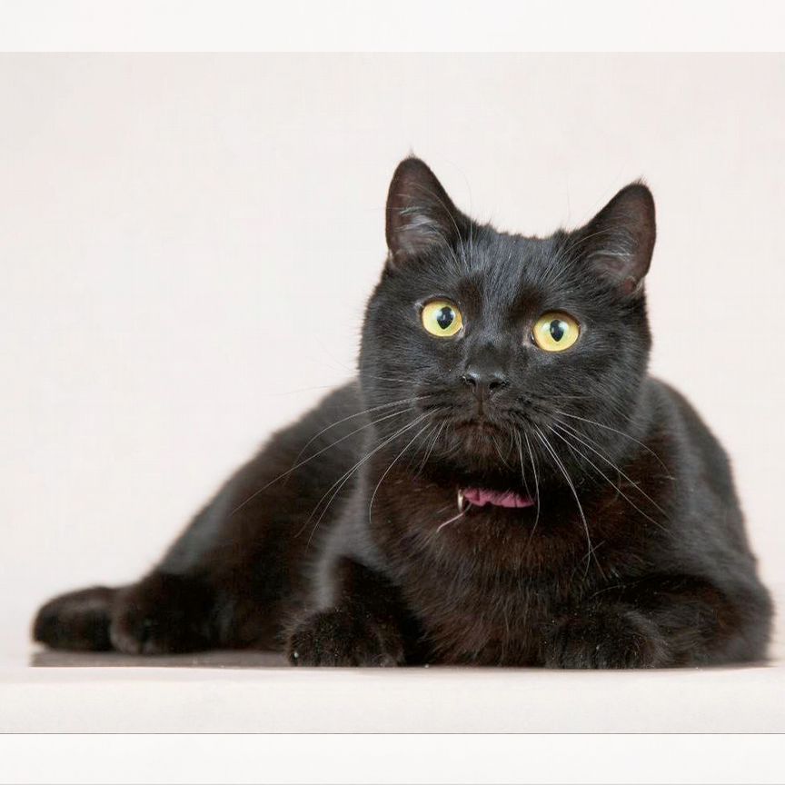 Чёрная кошка Луна кошка в дар