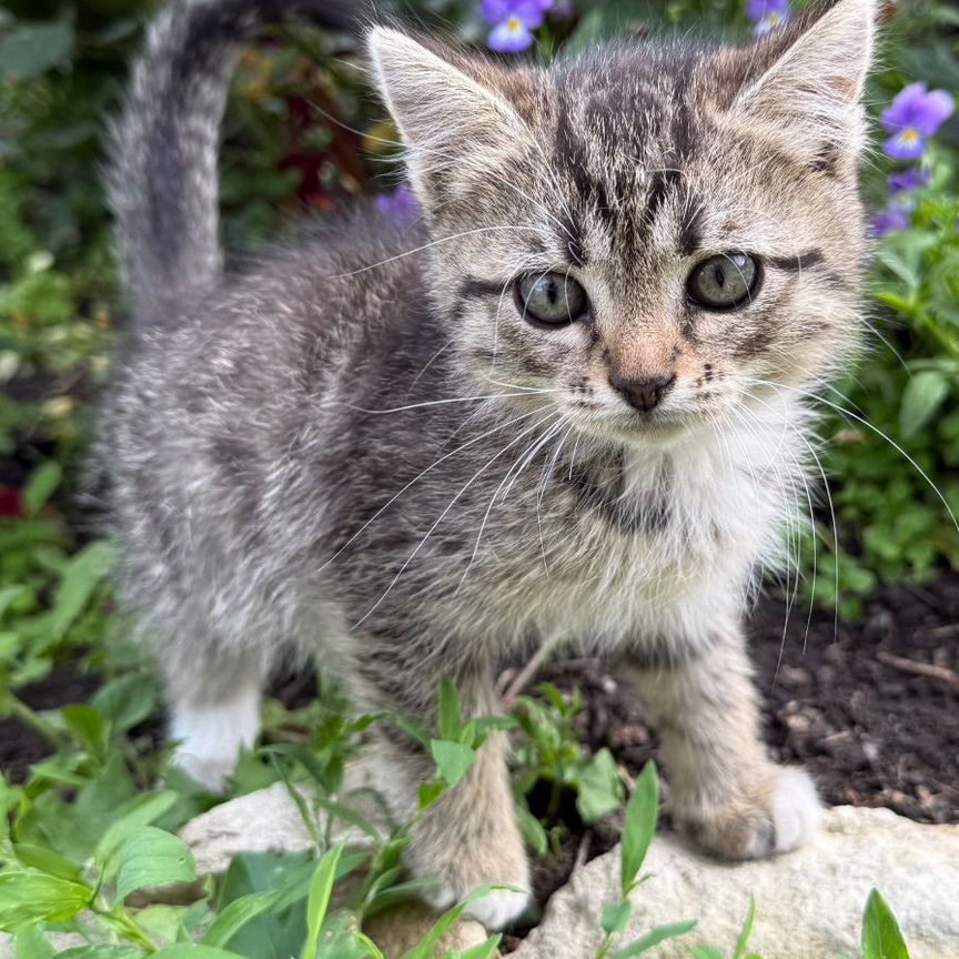 Котёнок в добрые руки