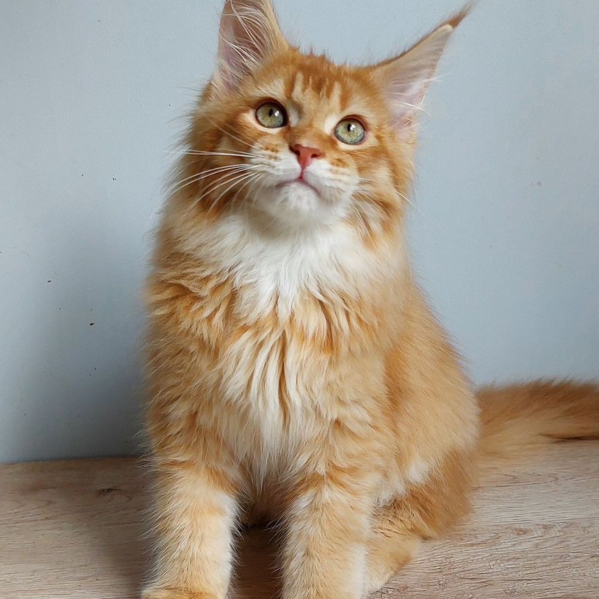 Мейн-кун котик