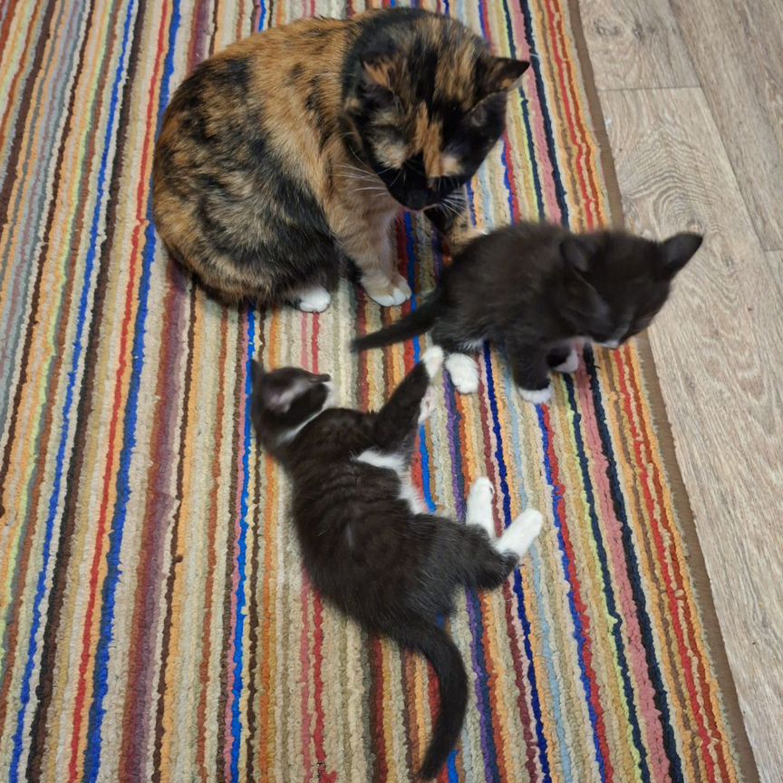 Котёнок в добрые руки