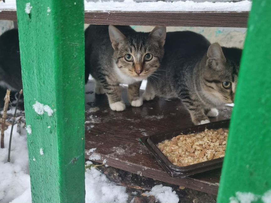 Котята в дар от домашней кошки