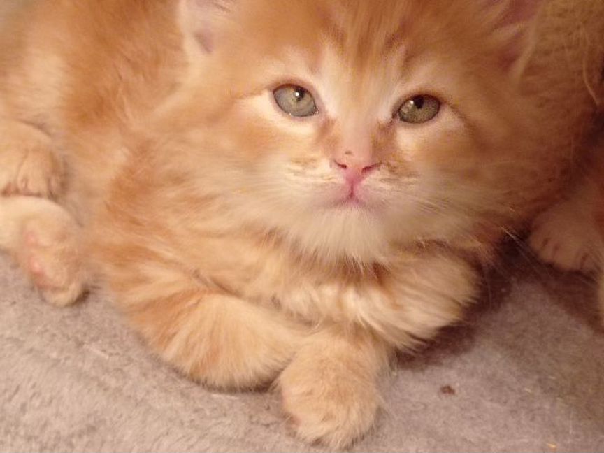 Рыжие котята