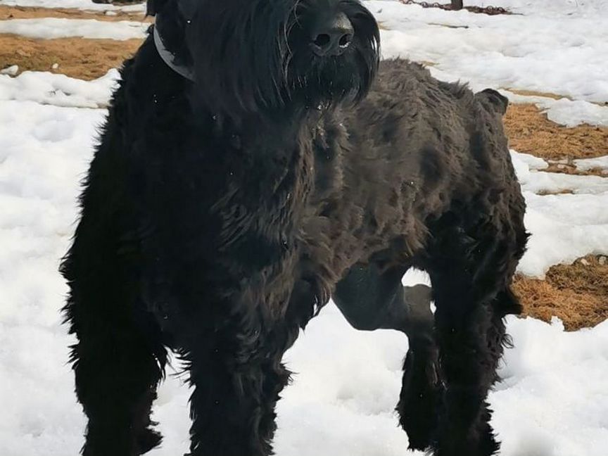 Ризеншнауцер Триша в добрые руки