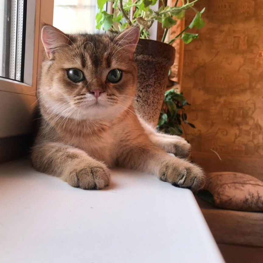 Самый классный британский котик