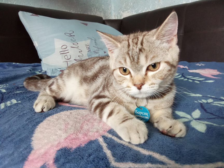 Британский котик