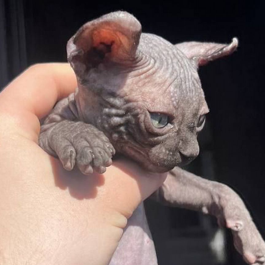 Котята сфинкс эльф