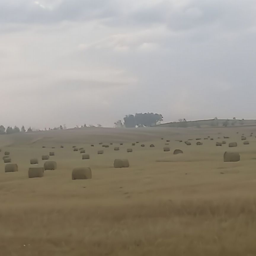 Продам сено в рулонах