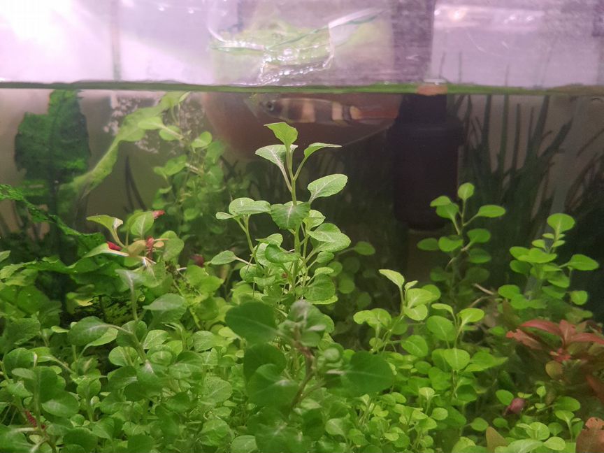 Аквариумные рыбки