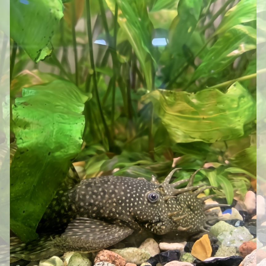 Аквариумные рыбки и растения