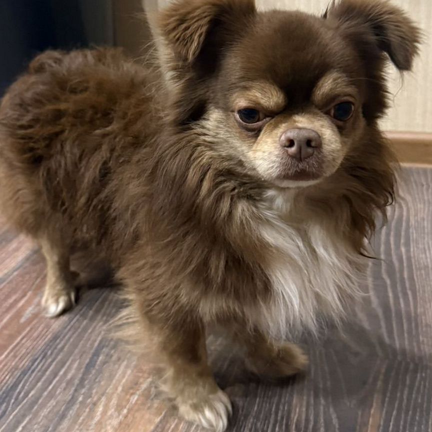 Чихуахуа, взрослый пёс