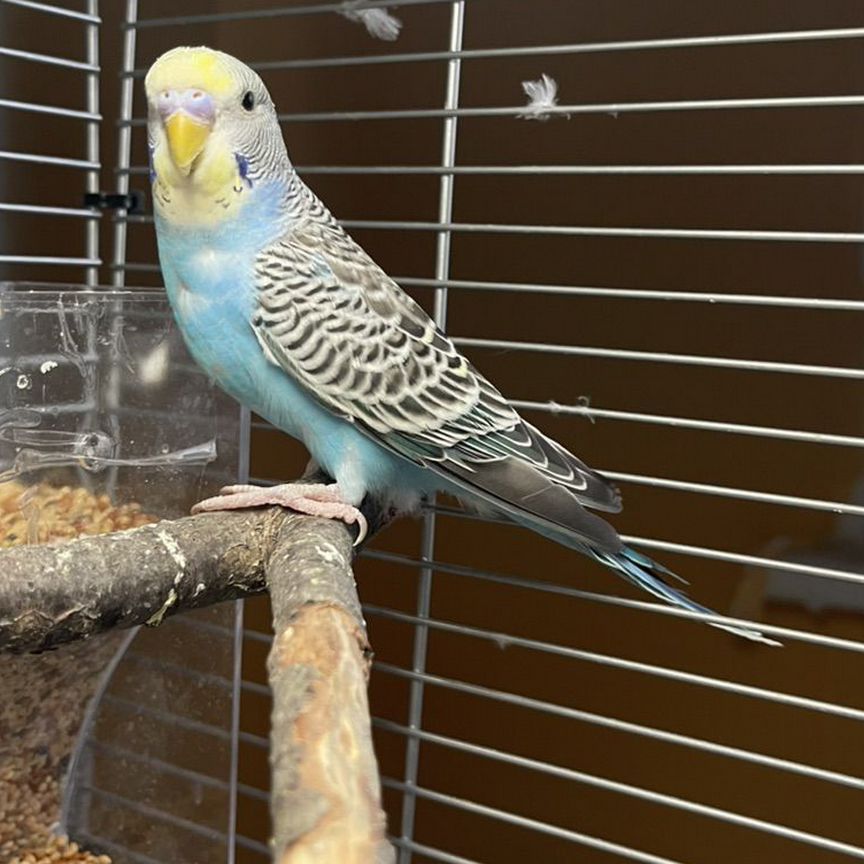 Волнистый попугай мальчик 7 мес