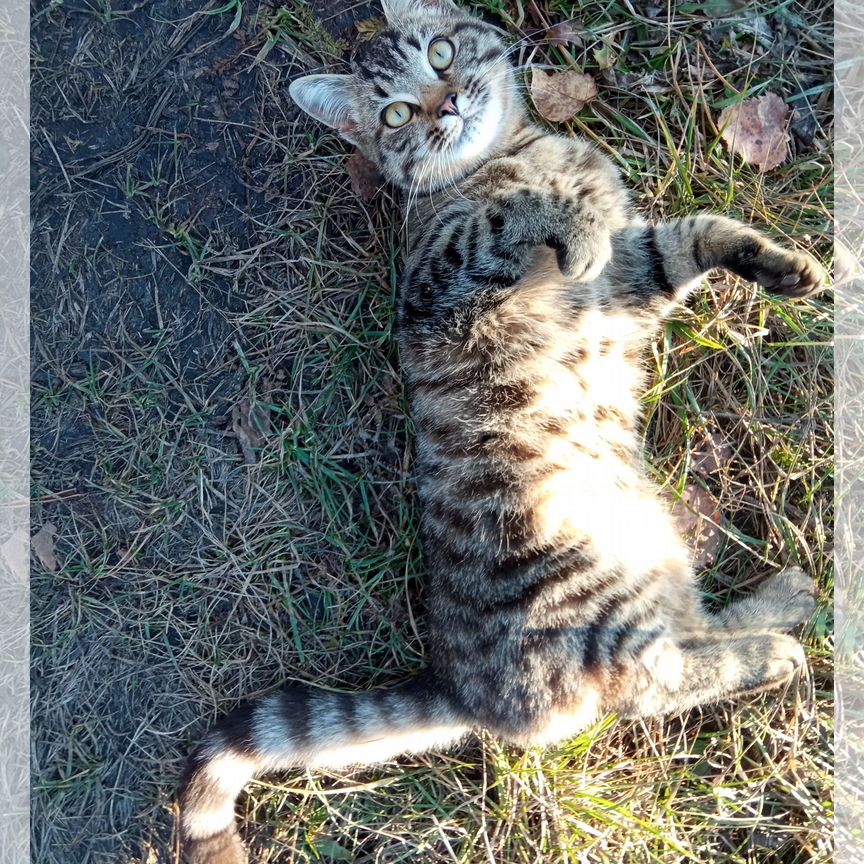 Котёнок в добрые руки