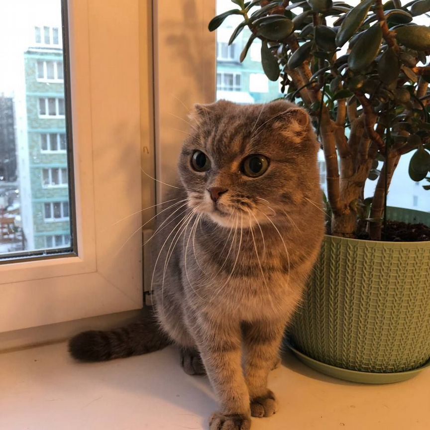 Отдам в добрые руки Еву