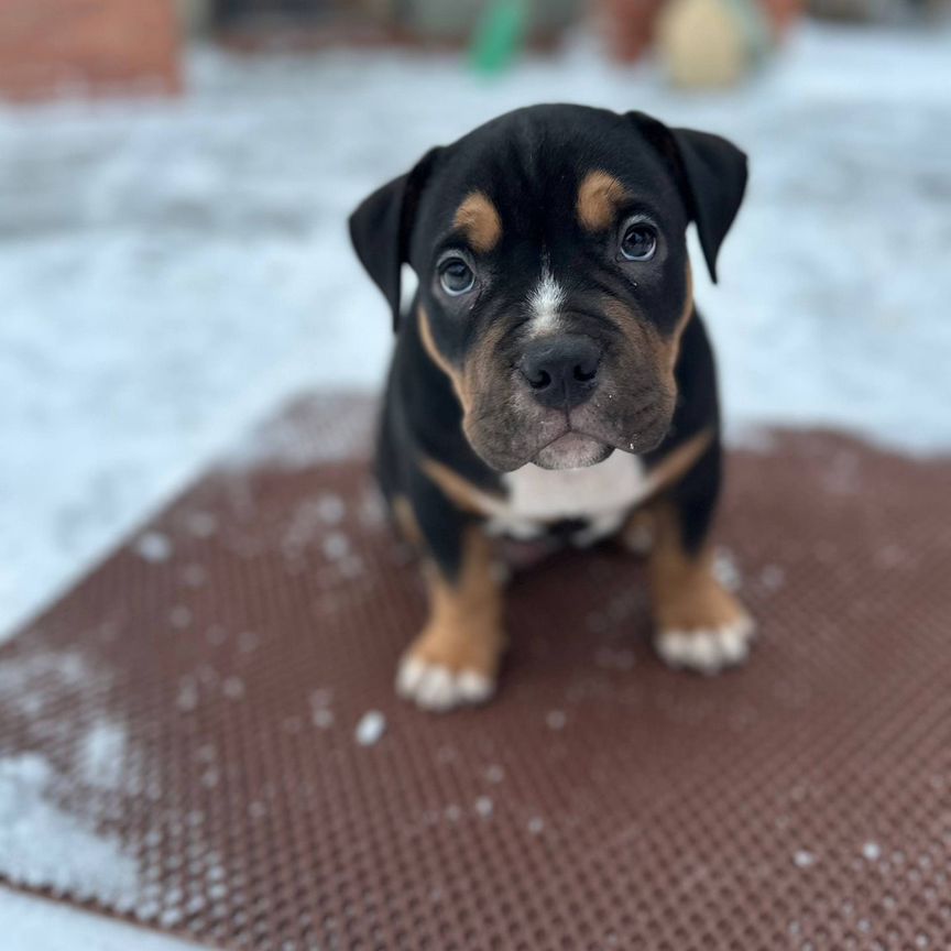 Американский булли, щенок