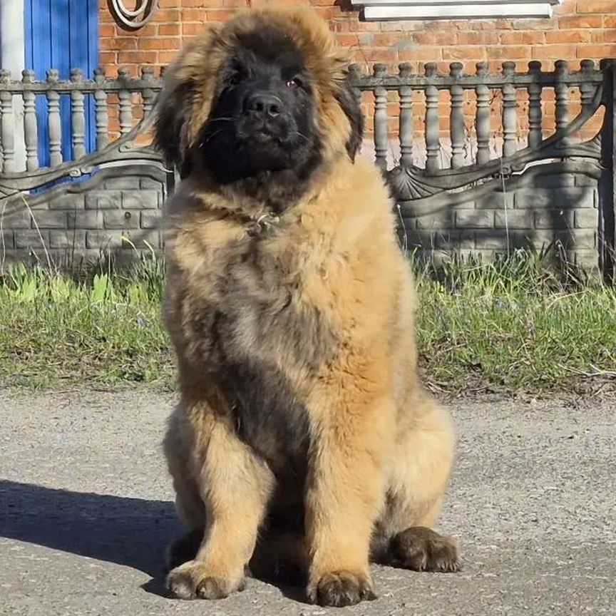 Леонбергер, щенок