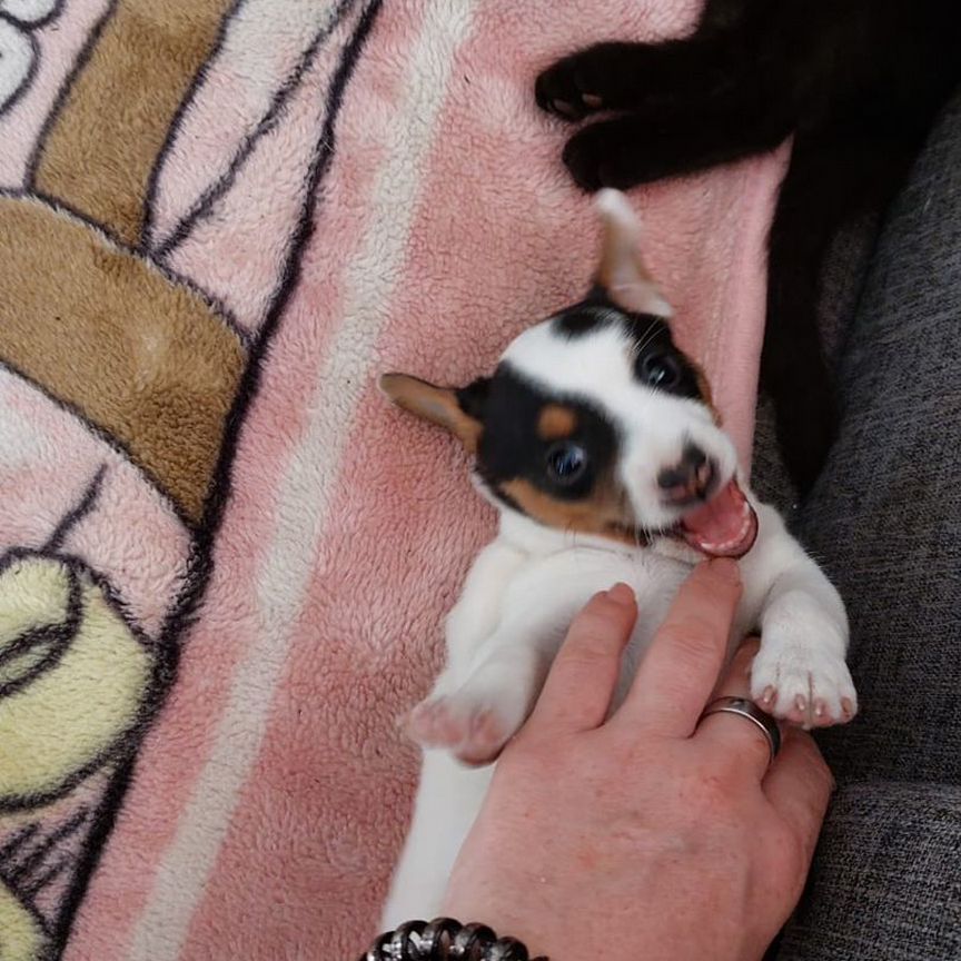 Щенки джек рассел терьер