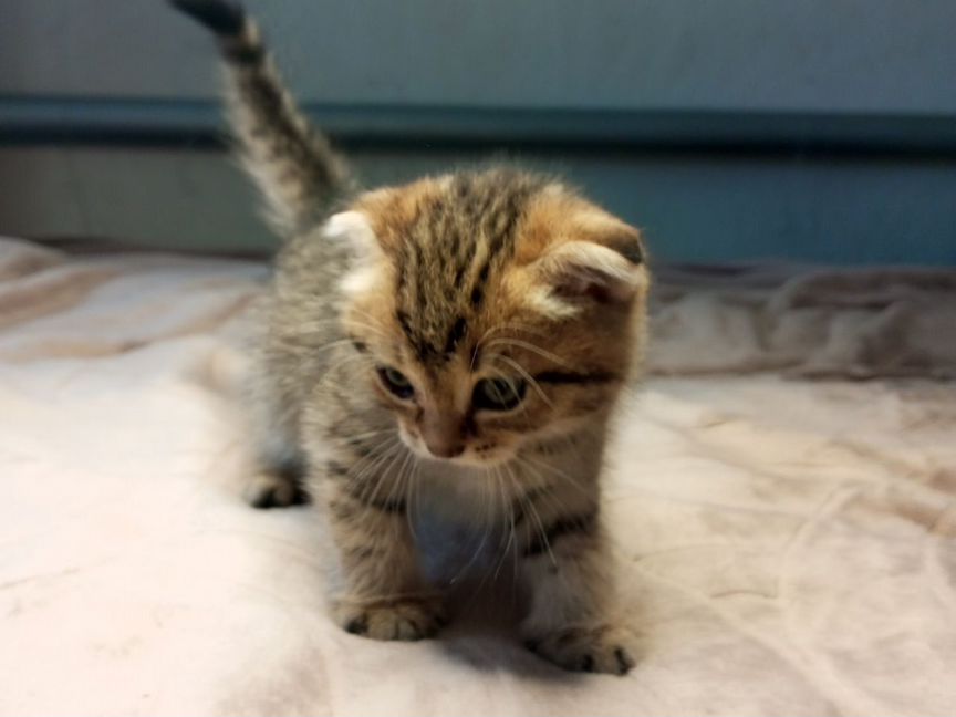 Вислоухие котята