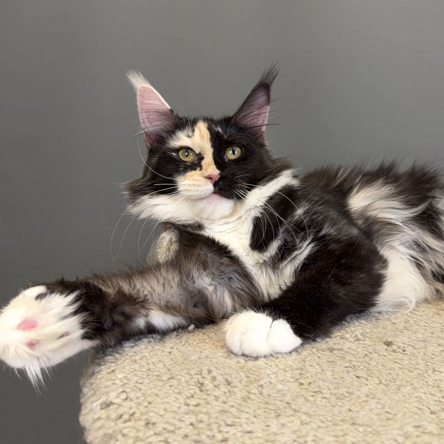 Мейн-кун котёнок