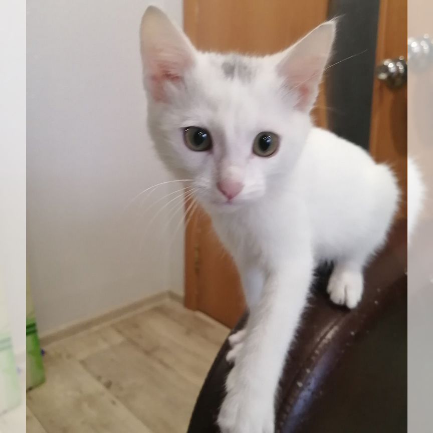 Котята в добрые руки приучены к лотку