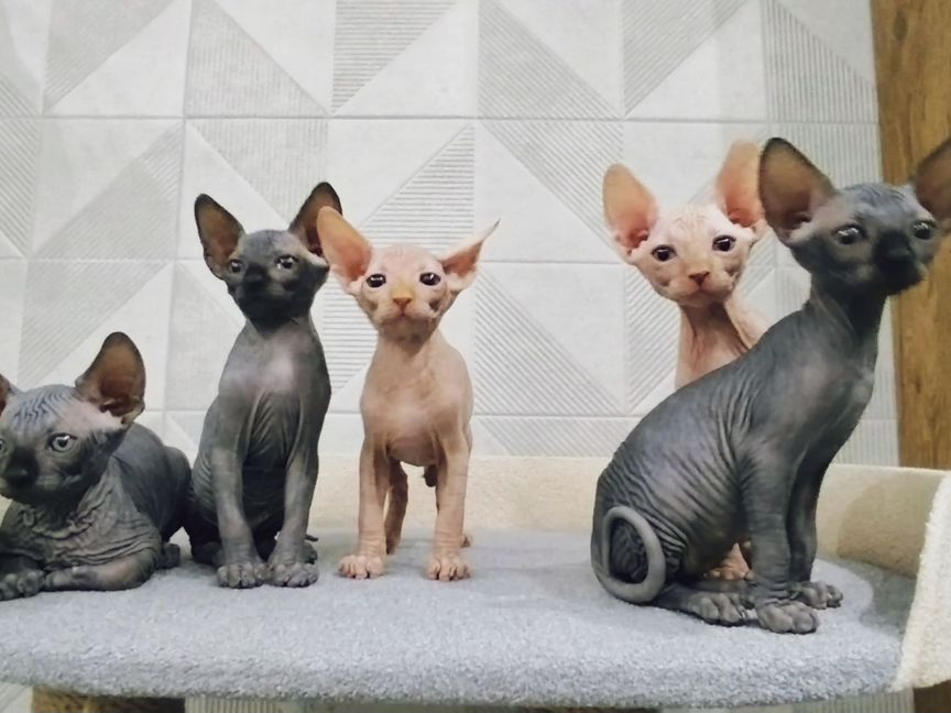 Канадский сфинкс котенок