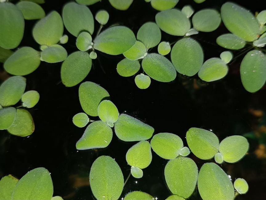 Аквариумное растение Пистия или же Водяной салат