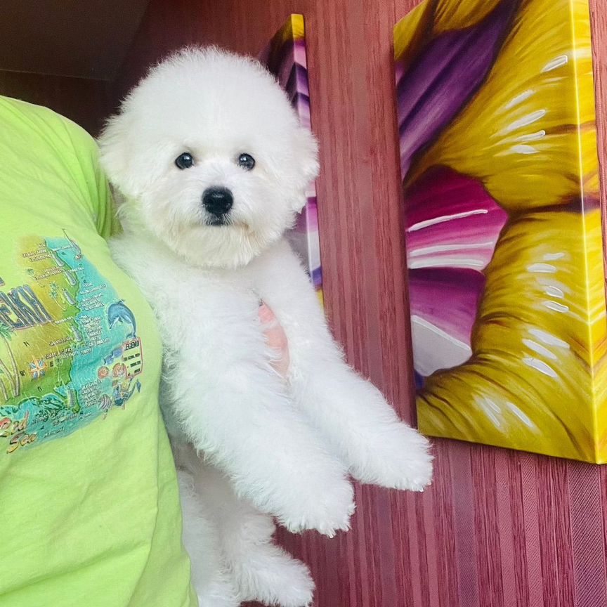 Бишон фризе, щенок