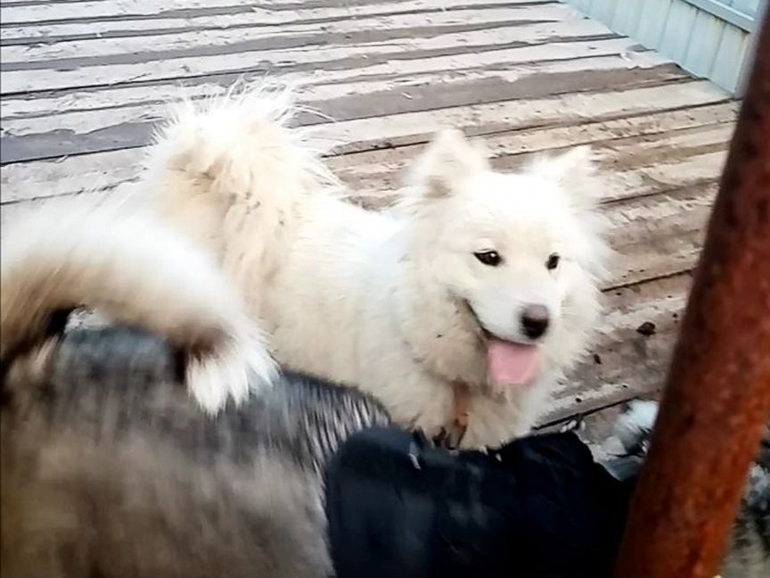 Собака хорошим людям