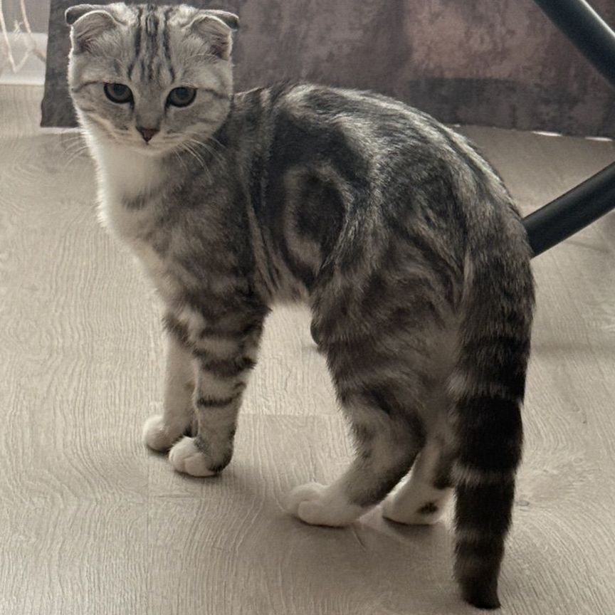 Шотландский вислоухий короткошёрстный котёнок