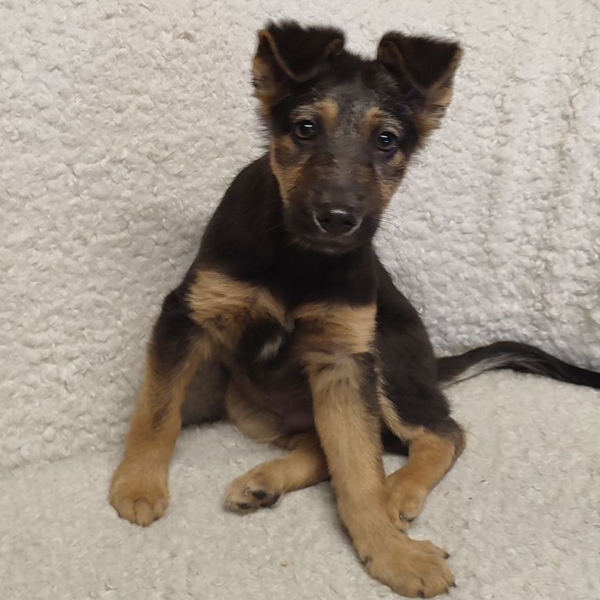 Щенок в добрые руки