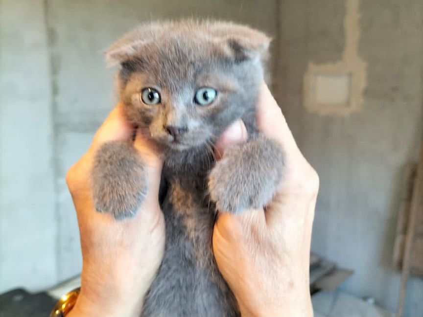 Котенок мальчик бесплатно