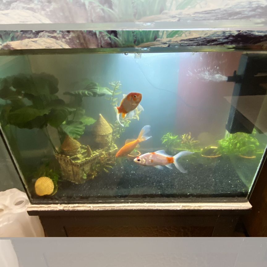 Рыбки в аквариум