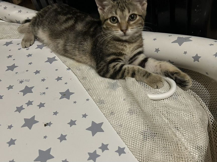 Кошечка шпротина котенок