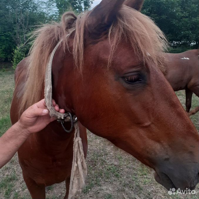 Продажа лошадей