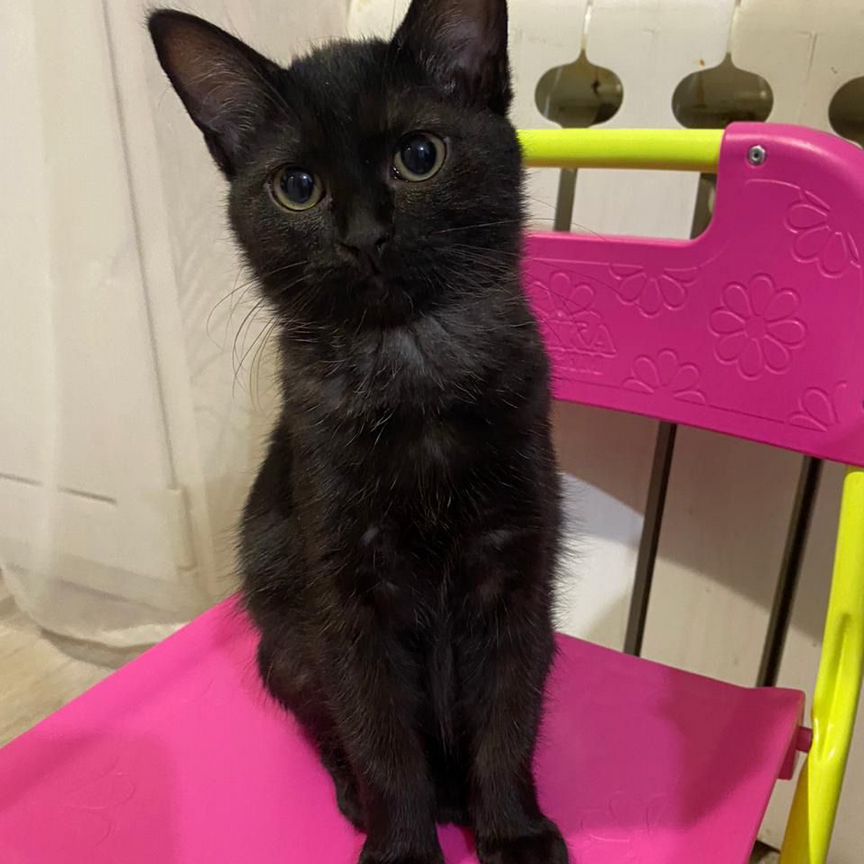 Кошка