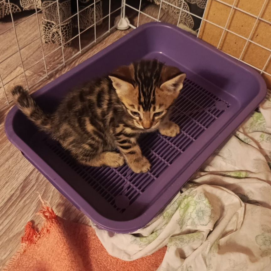 Бенгальские котята