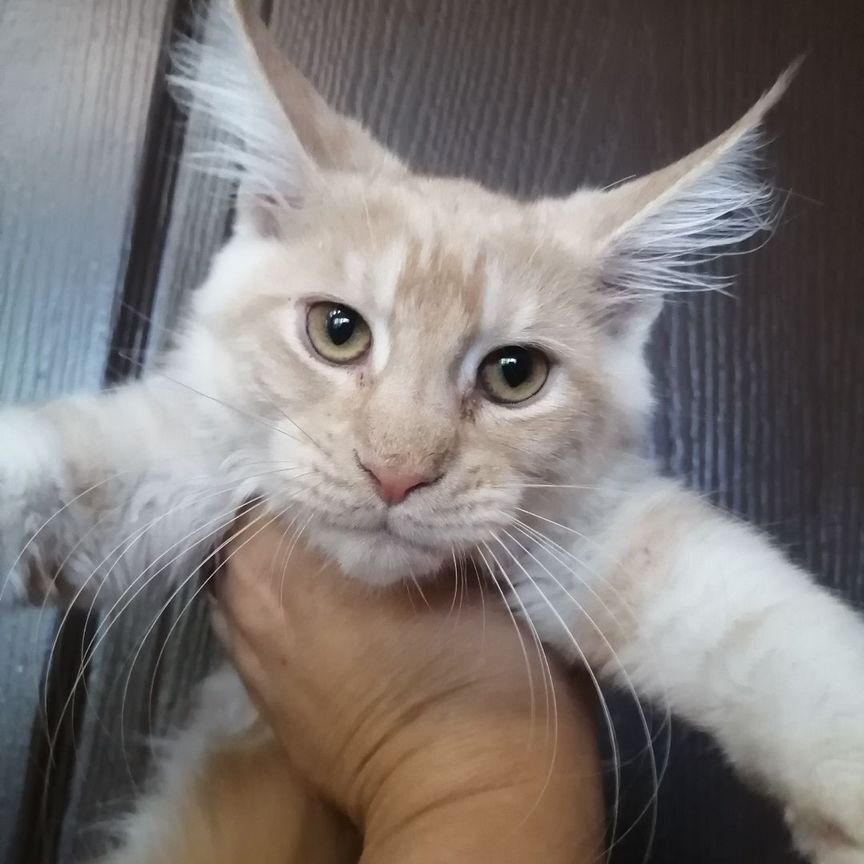 Котята мейн-кун